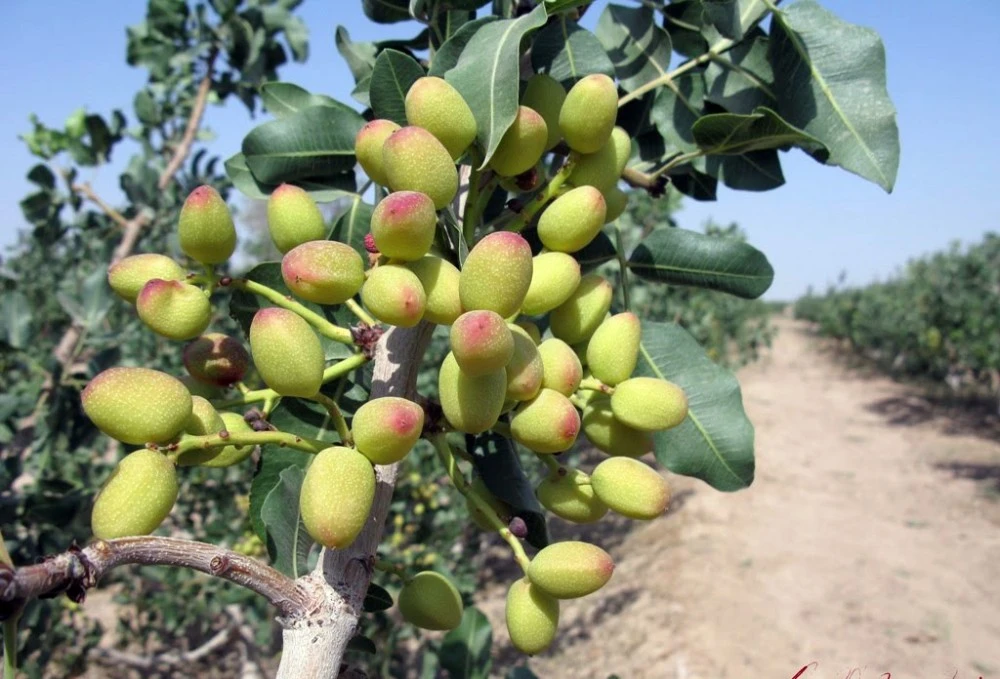 Cultivarea și îngrijirea fisticului în România - Voliera.ro