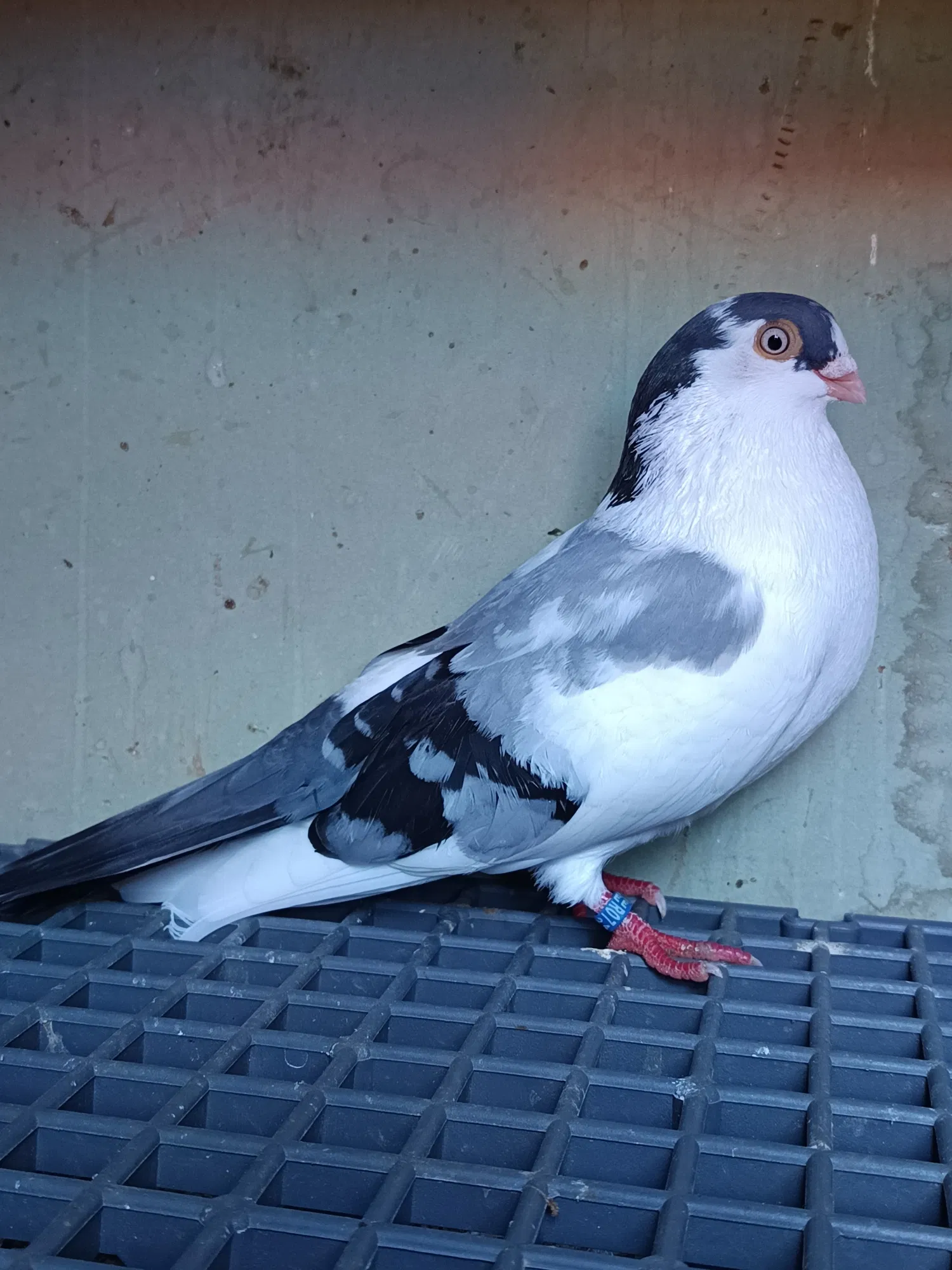 Porumbelul Jucător de Galați – O bijuterie a columbofiliei românești ...